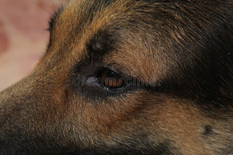 German Shepherd Dog Eye and a Sharp Look Stock Photo - Image of cute ...