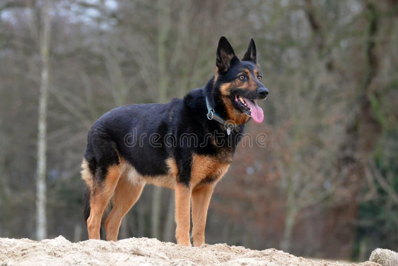 Happy Smiling German Shepherd Dog Stock Photo - Image of animal, brown ...