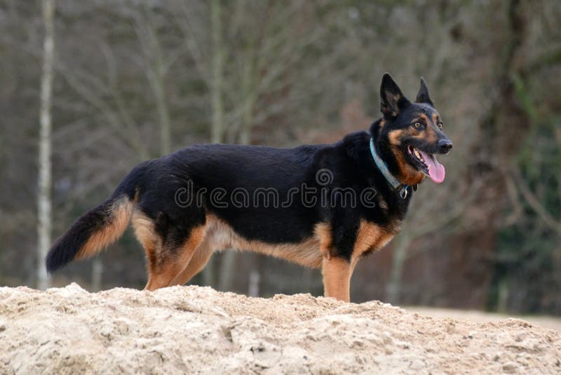 Happy Smiling German Shepherd Dog Stock Photo - Image of animal, brown ...
