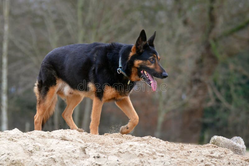 German Shepherd Dog stock photo. Image of sand, dark - 65133646