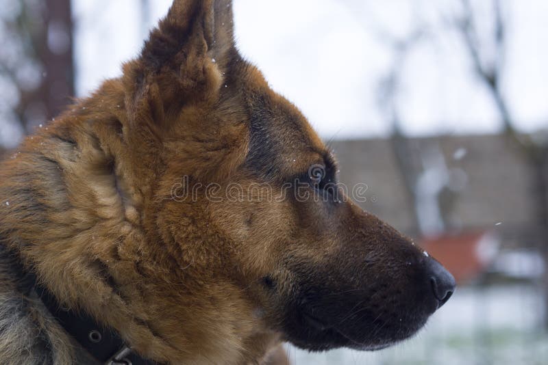 German Shepherd Dog Frowning on Snow Falling on Face during the First ...