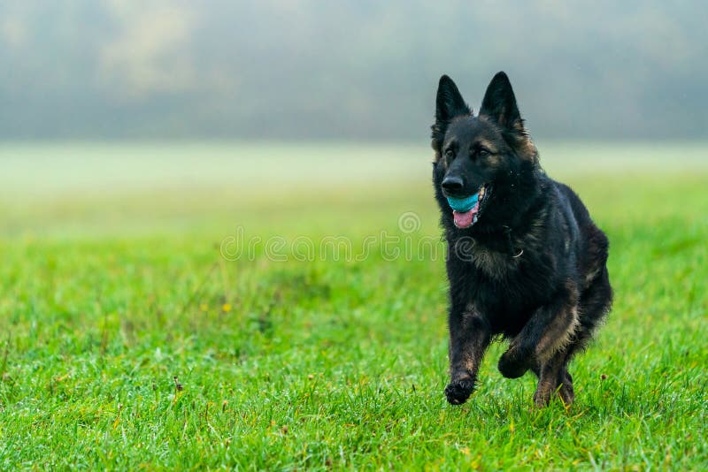 German Shepherd dog stock photo. Image of german, pedigree - 268405220
