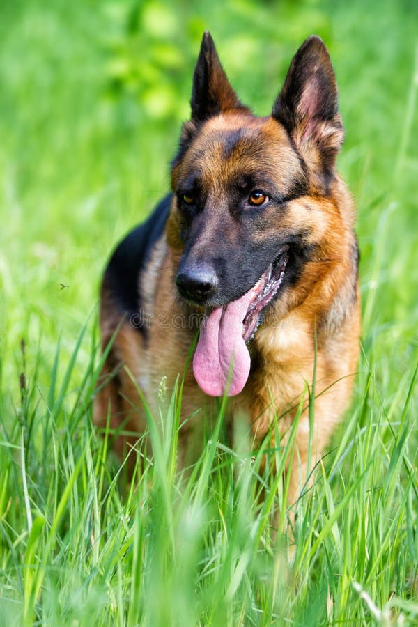 German shepherd dog goes stock image. Image of nature - 93054015