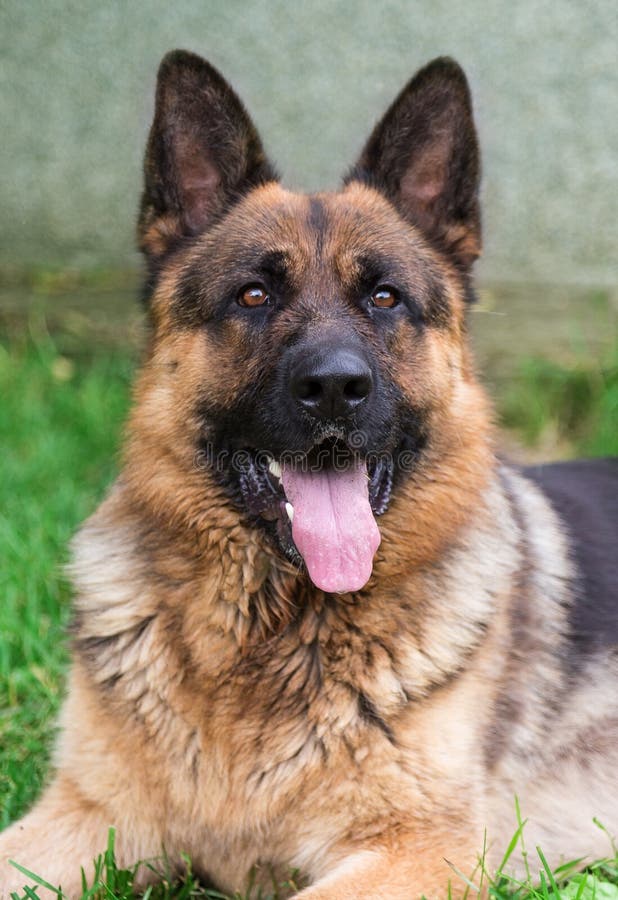 Portrait of a German Shepherd Stock Image - Image of descriptive, head ...