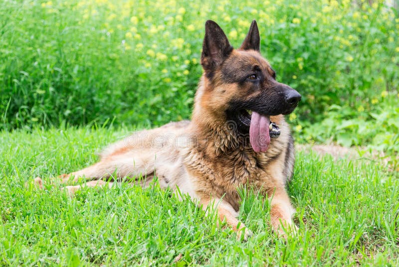 German Shepherd Dog stock image. Image of pedigree, portrait - 32764805
