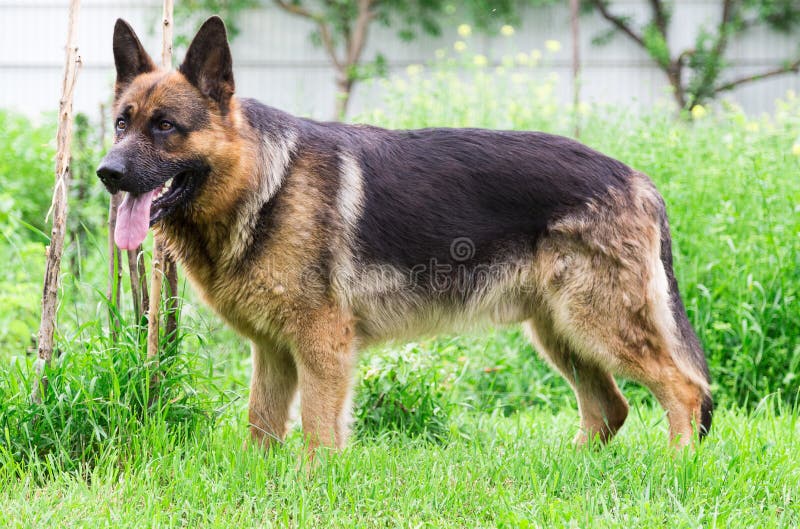 German Shepherd Dog stock photo. Image of animal, domestic - 32765132