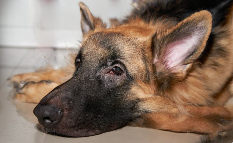 German Shepherd Dog Face with Allergic Rhinitis Dermatitis Skin Problem ...