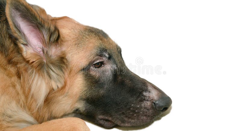 German Shepherd Dog Face with Allergic Rhinitis Dermatitis Skin Problem ...