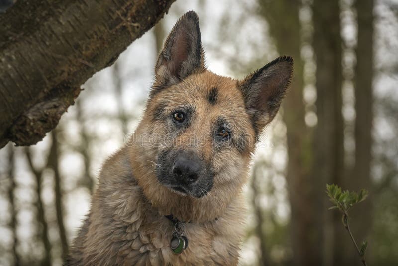 German Shepherd Dog Close Up Looking at the Camera Stock Photo - Image ...