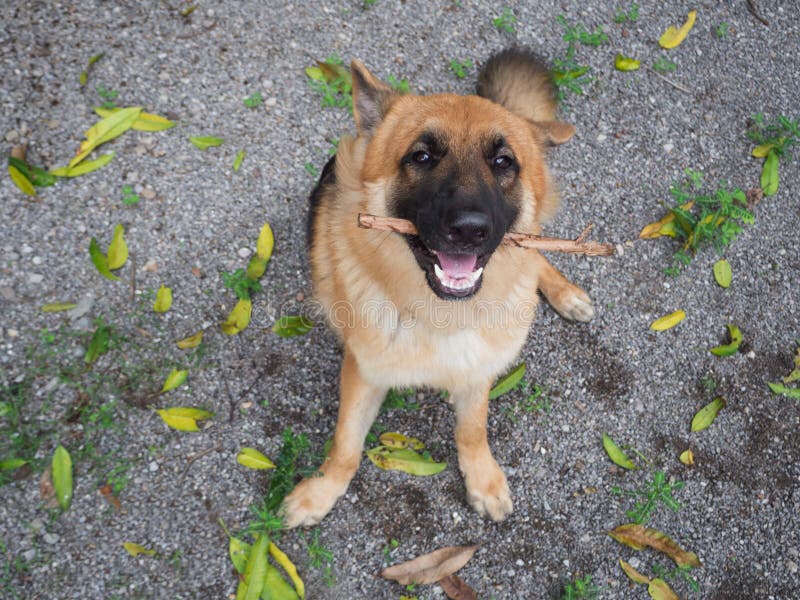 German Shepherd Dog Holding Tree Branch in Mouth Stock Image - Image of ...