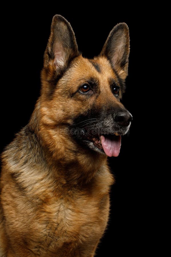 German Shepherd Dog on Isolated Black Background Stock Image - Image of ...
