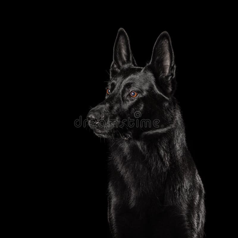 German Shepherd Dog Isolated on Black Background Stock Photo - Image of ...