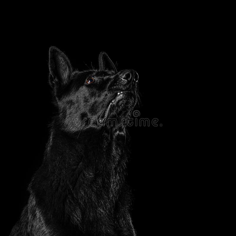 German Shepherd Dog Isolated on Black Background Stock Photo - Image of ...