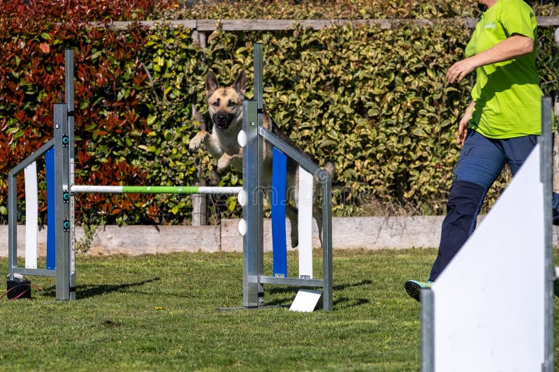 German Shepherd Dog Jumping Over the Obstacle during Agility Training ... German Shepherd Dog Jumping Over the Obstacle during Agility Training ...