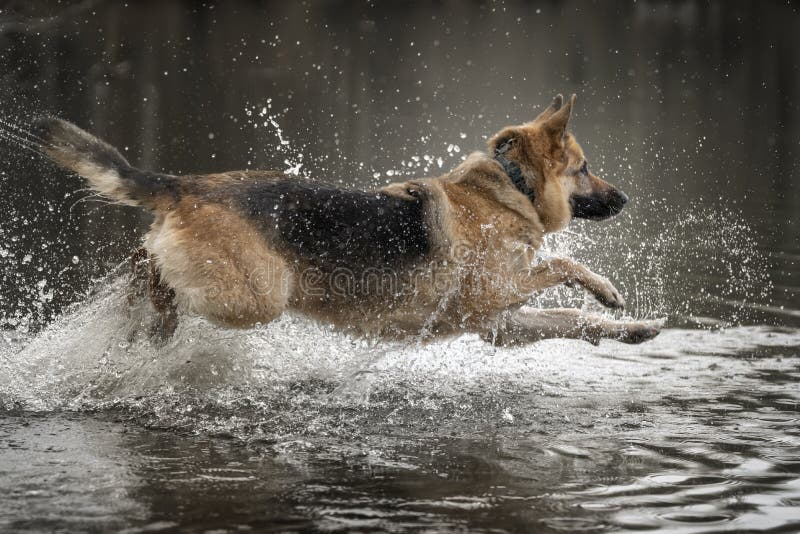 German Shepherd Dog Playing in the Lake Stock Photo - Image of doggy ...