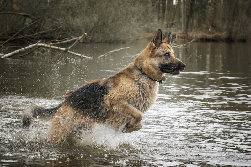 German Shepherd Dog Playing in the Lake and Jumping Stock Image - Image ... German Shepherd Dog Playing in the Lake and Jumping Stock Image - Image ...