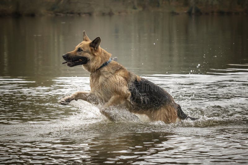 German Shepherd Dog Playing in the Lake Stock Image - Image of outside ...