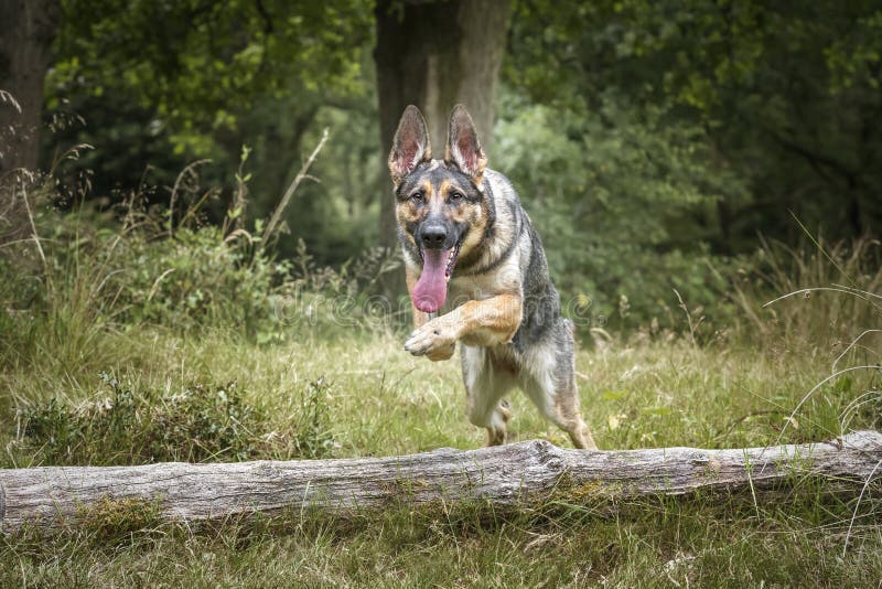 German Shepherd Dog Leaping Over a Fallen Tree Log Stock Image - Image ...