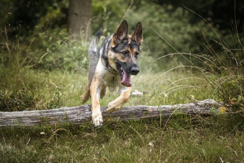 German Shepherd Dog Leaping Over a Fallen Tree Log Stock Image - Image ...