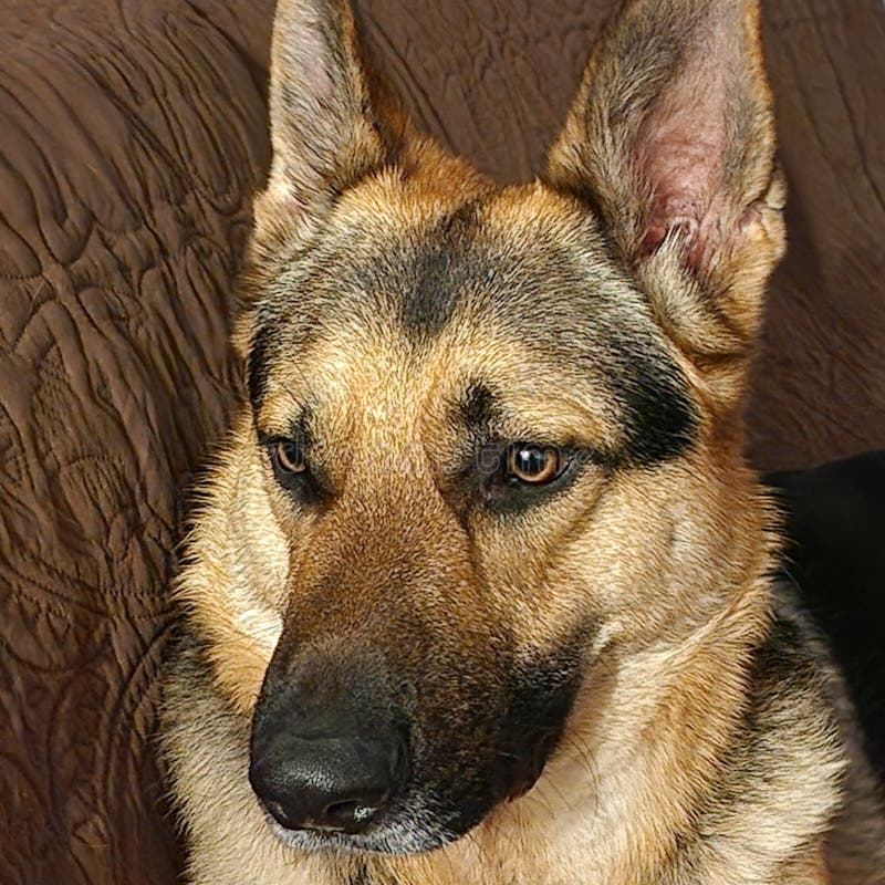 German Shepherd Dog after Long Day of Play Stock Photo - Image of hound ...