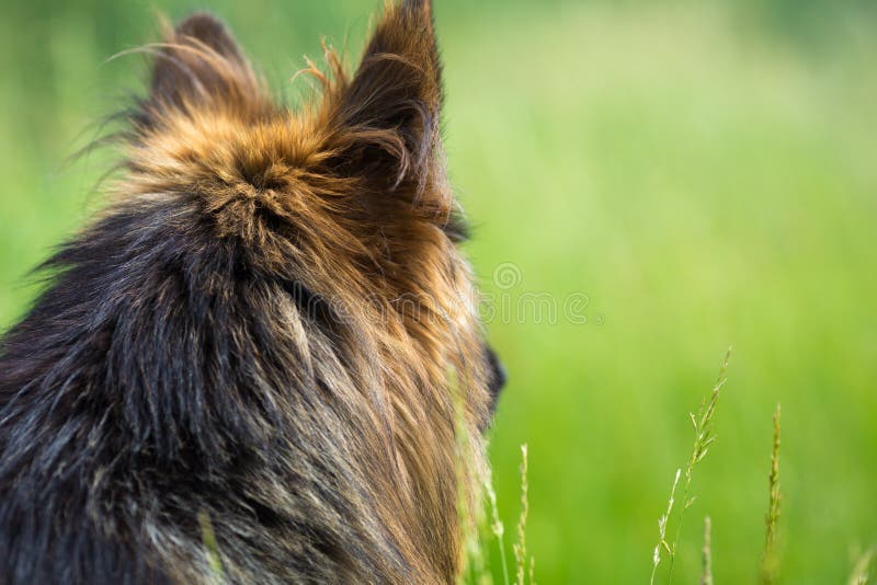 German Shepherd Dog Long-haired Turned Back from Camera Stock Image ...