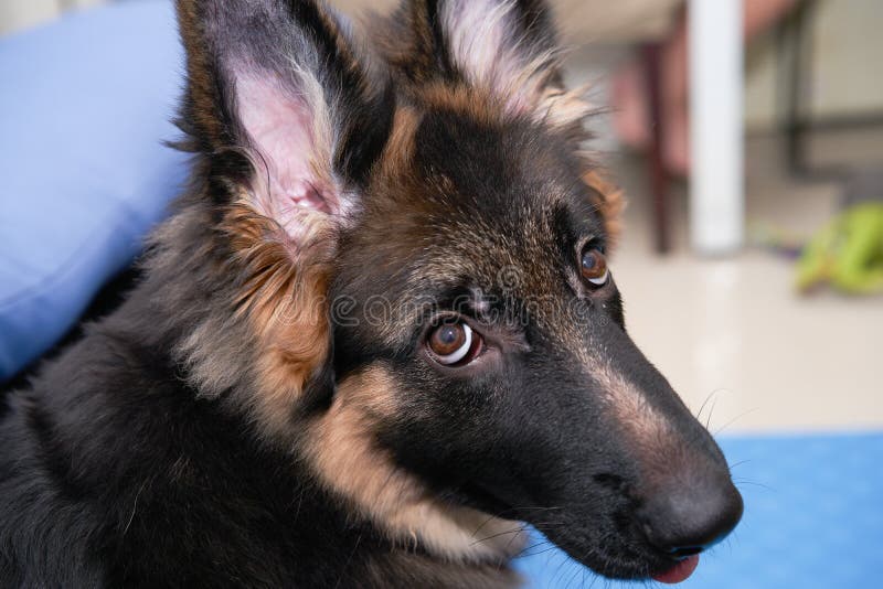 167 Back German Shepherd View Stock Photos - Free & Royalty-Free Stock ...
