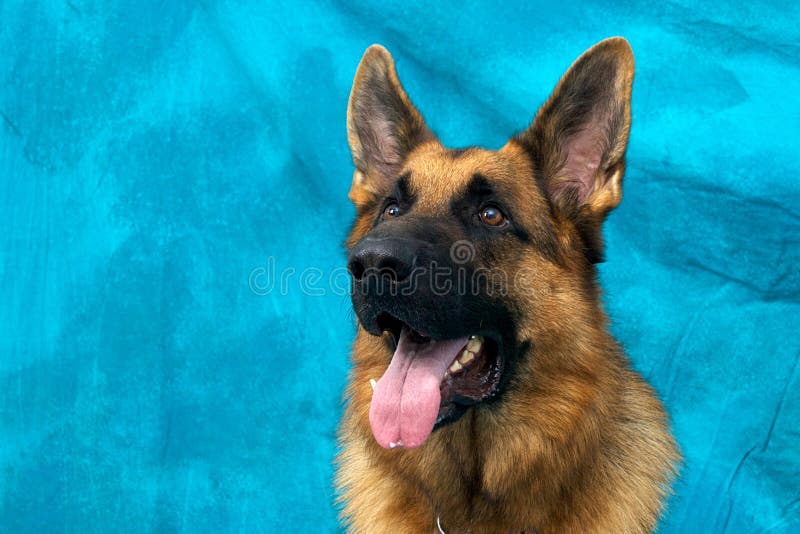 German Shepherd Dog Looking Alert Stock Image - Image of alertness ...