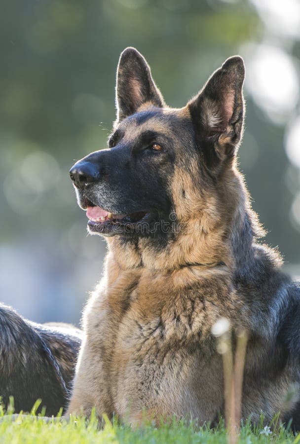 German Shepherd Dog Looking Alert Stock Image - Image of alertness ...