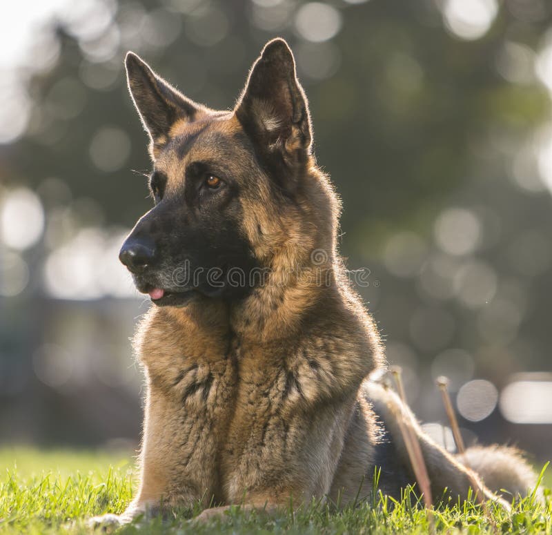 German Shepherd Dog Looking Alert for a Portrait Stock Photo - Image of ...