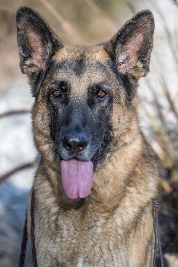 German Shepherd Dog Looking Alert for a Portrait Stock Image - Image of ...