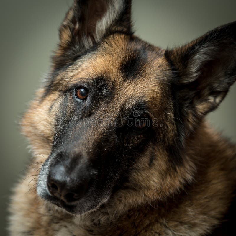 German Shepherd Dog Looking at Camera Stock Photo - Image of brown ...