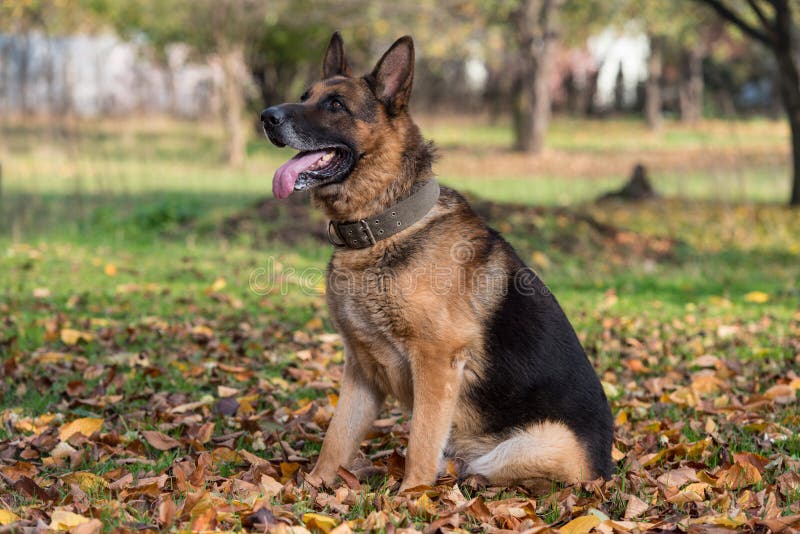 German Shepherd Alsatian Police Dog Stock Photo - Image of colored ...