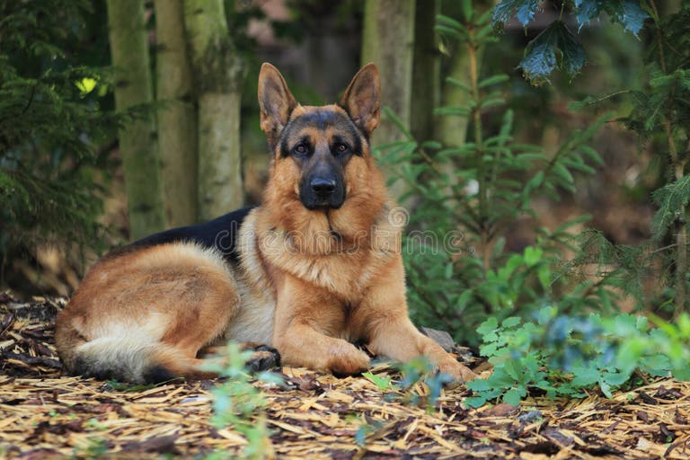 1,088,943 German Konsulate Stock Photos - Free & Royalty-Free Stock ...