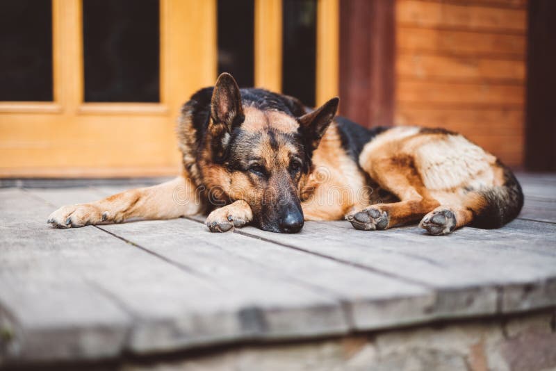 German Shepherd Dog Lying in Front of House Stock Image - Image of ...