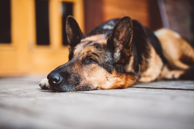 German Shepherd Dog Lying in Front of House Stock Image - Image of home ...