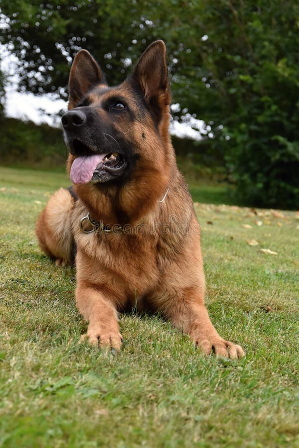 German Shepherd Dog Lying on Green Grass in the Garden. Stock Image ...