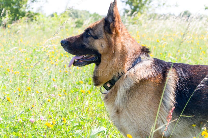 German Shepherd dog stock image. Image of collar, defensive - 55282431