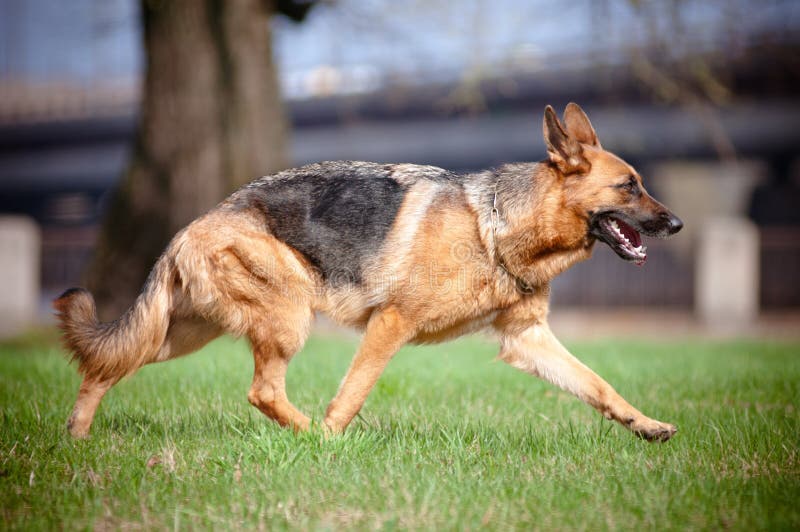German Shepherd Dog Movements Stock Image - Image of friendly, stand ...