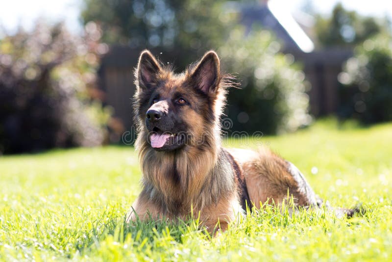 German Shepherd Dog Outside on the Lawn Stock Image - Image of furry ...