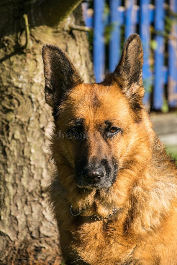 German Shepherd stock image. Image of flowers, grass - 53044015