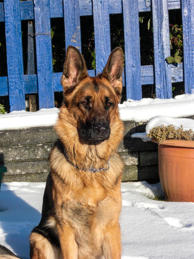 German Shepherd stock photo. Image of protection, grass - 71869908