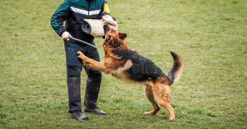 German Shepherd Dog Participating in Bite Protection Training and ...