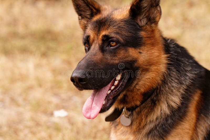 German shepherd dog stock photo. Image of funny, adorable - 44592358