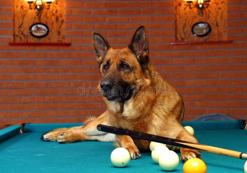 German Shepherd with Billiard Ball Stock Photo - Image of german ...