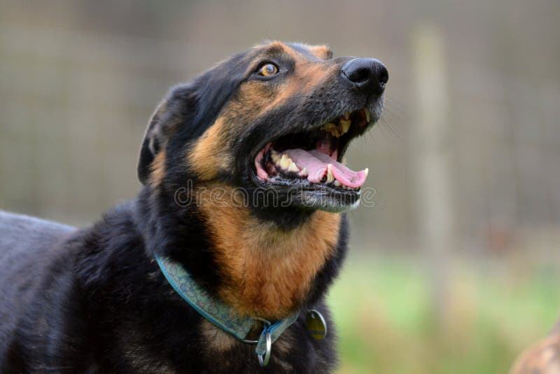 German Shepherd Dog stock photo. Image of black, portrait - 65133230