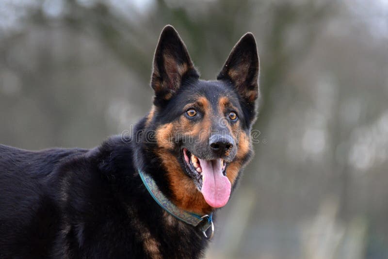 Happy Smiling German Shepherd Dog Stock Photo - Image of animal, brown ...