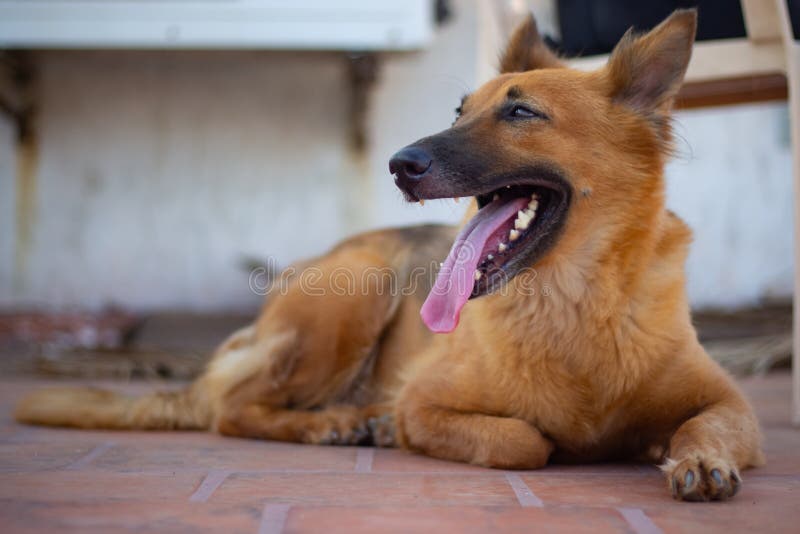 German Shepherd Dog Posing stock image. Image of background - 250688385