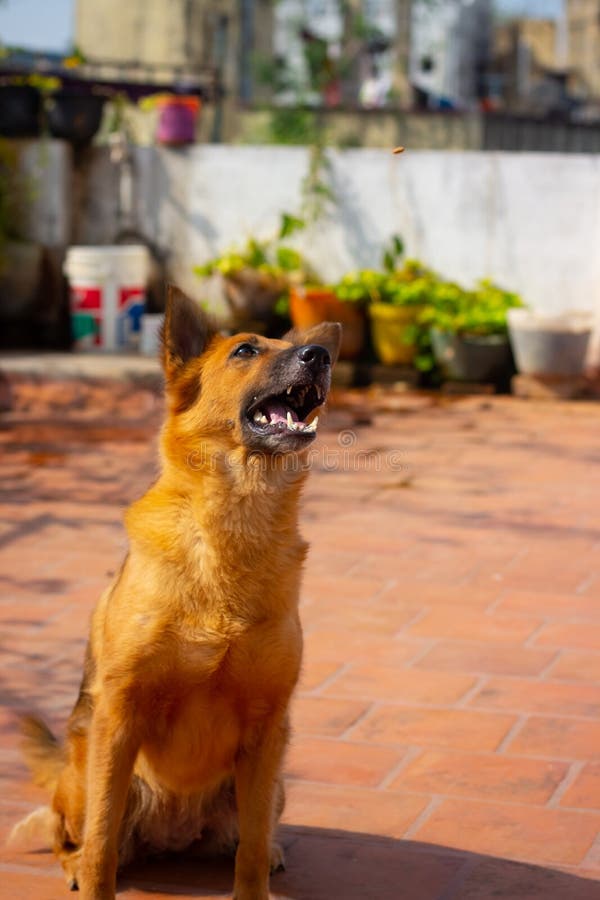 German Shepherd Dog Posing stock image. Image of sheepdog - 250688449