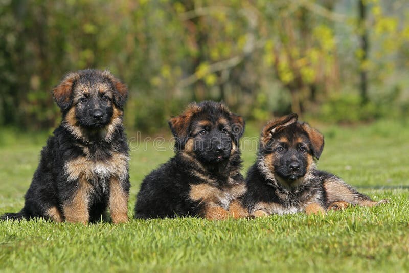 German Shepherd Dog, Pup Standing on Lawn Stock Image - Image of ...