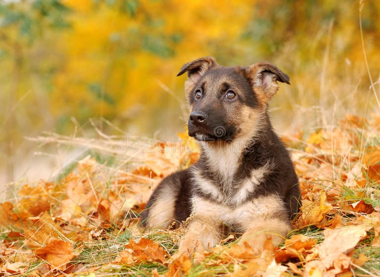 German shepherd dog puppy stock photo. Image of affection - 3585352